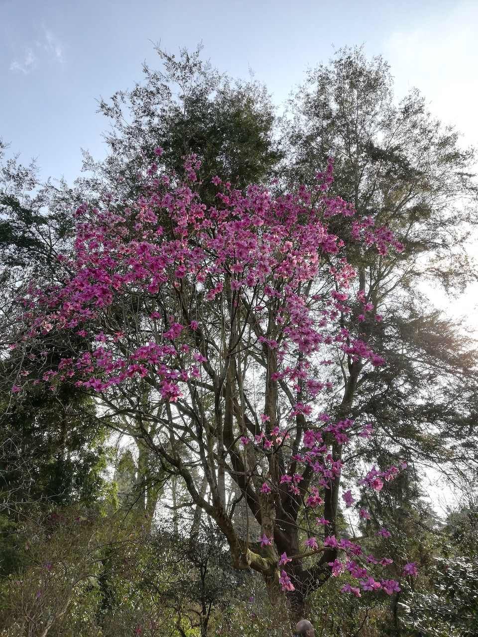 A Walk on a Beautiful Sunny Day - Sir Harold Hillier Gardens - Chandler ...